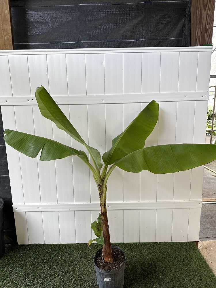 Blue Java Banana Tree | PlantVine