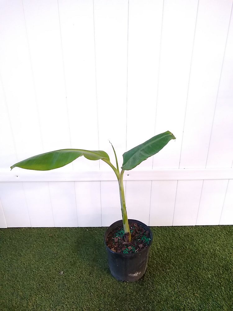 Musa acuminata ‘Ice Cream’, Banana ‘Blue Java’ | PlantVine