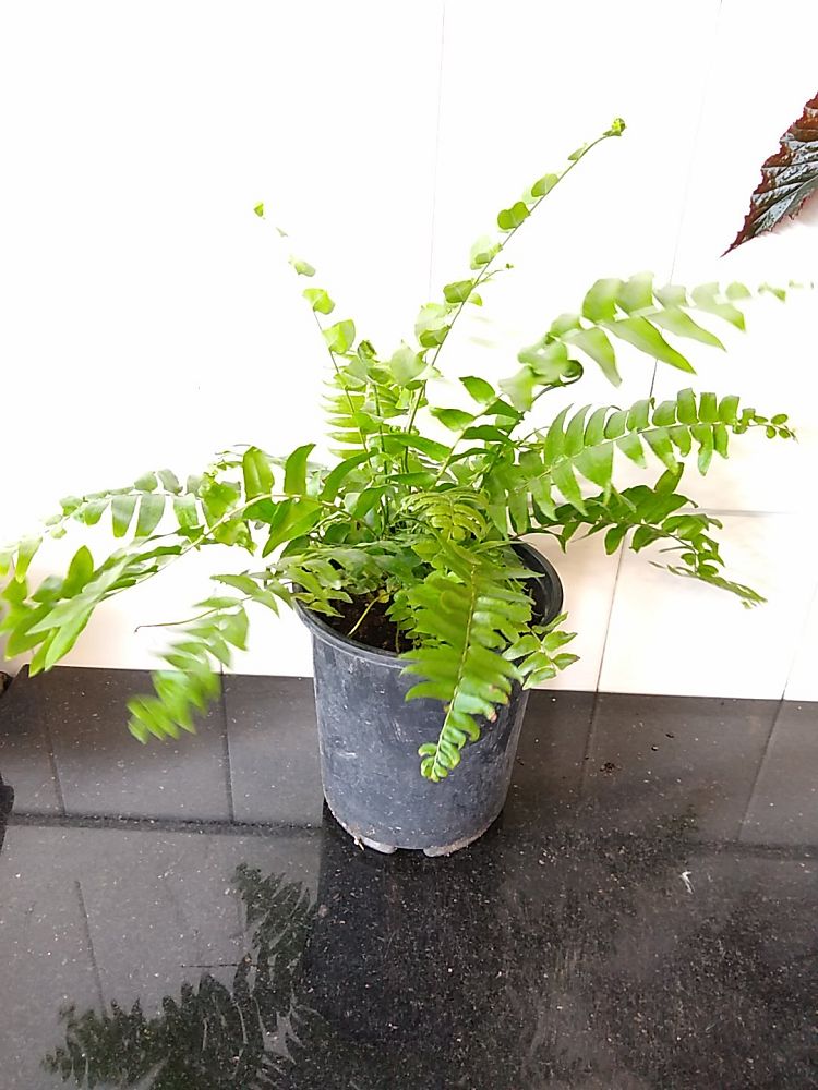 Buy Giant Sword Fern, Macho Fern Online | PlantVine
