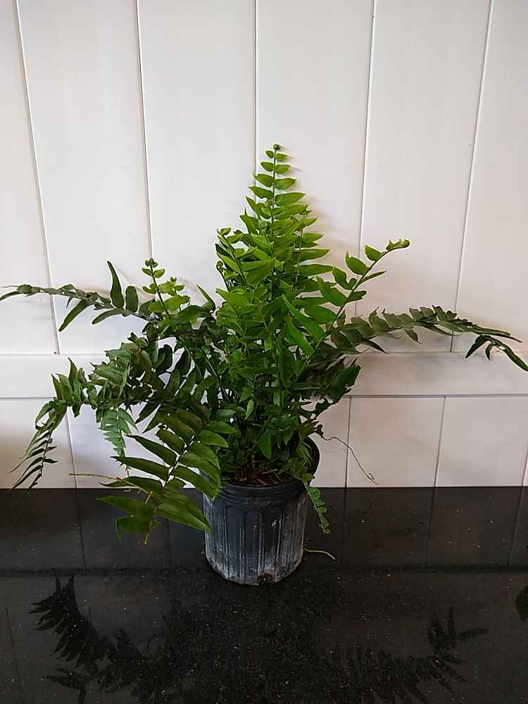 Buy Giant Sword Fern, Macho Fern Online | PlantVine