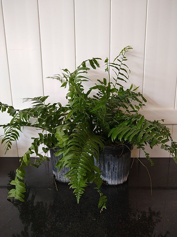 Buy Giant Sword Fern, Macho Fern Online | PlantVine