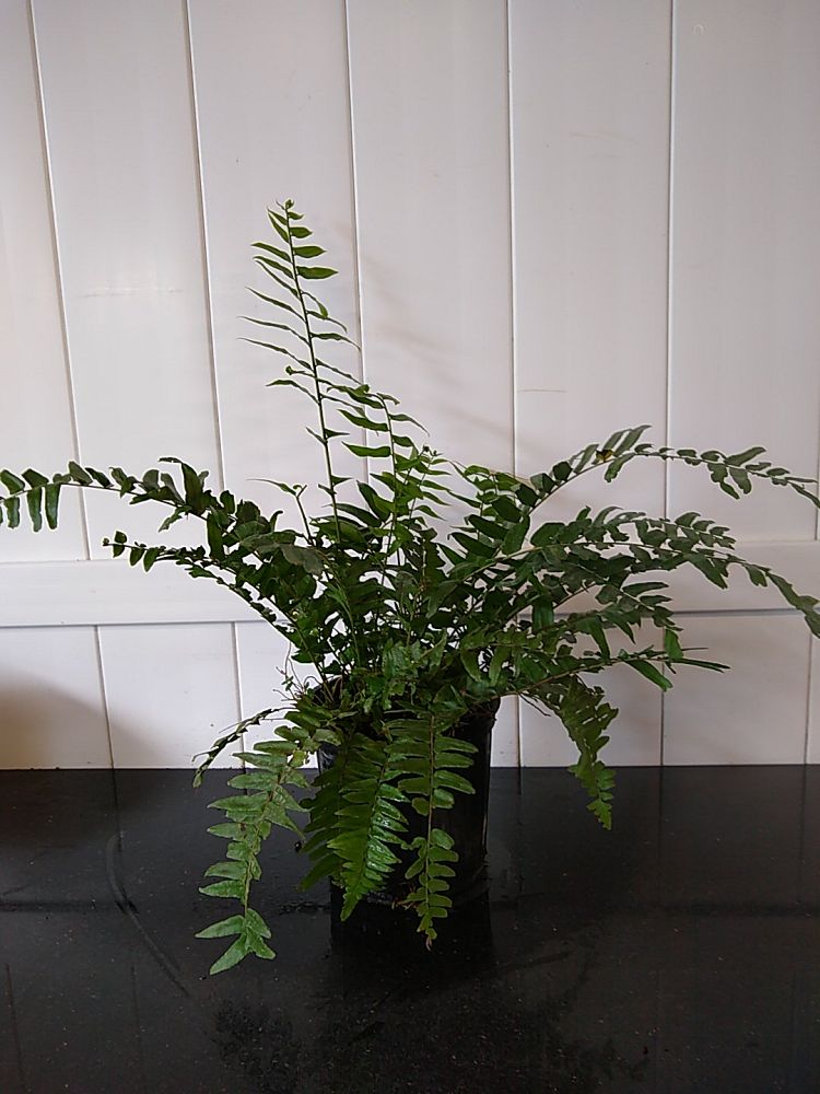 Buy Giant Sword Fern, Macho Fern Online | PlantVine