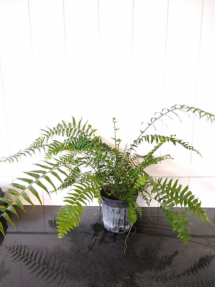 Buy Giant Sword Fern, Macho Fern Online | PlantVine