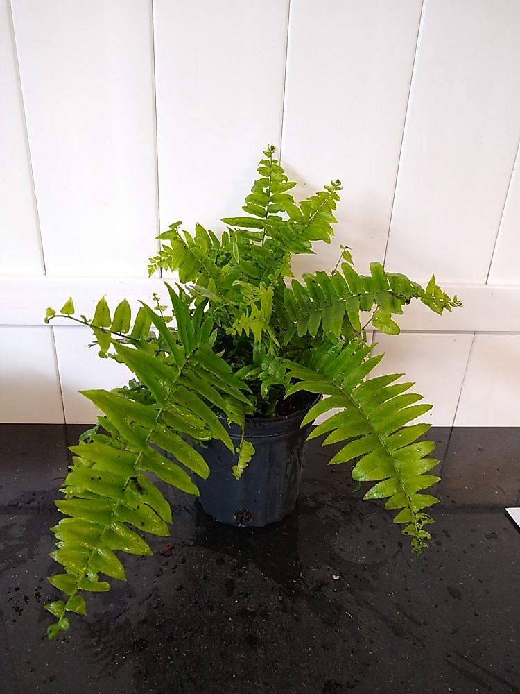 Buy Giant Sword Fern, Macho Fern Online | PlantVine