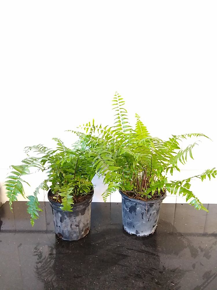 Buy Giant Sword Fern, Macho Fern Online | PlantVine