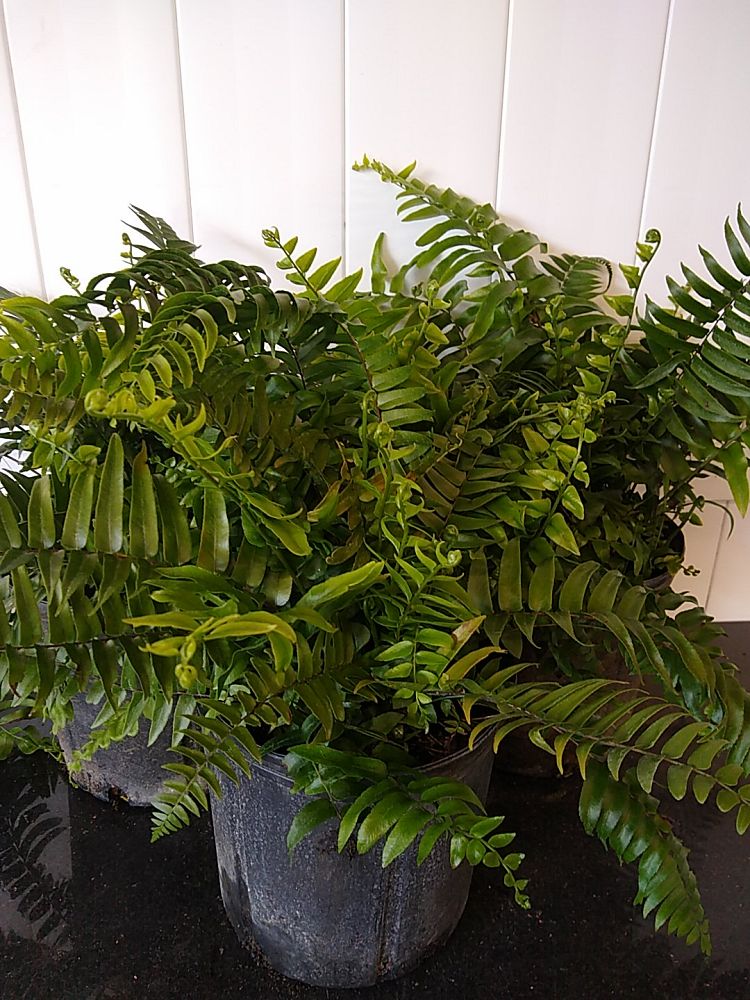 Buy Giant Sword Fern, Macho Fern Online | PlantVine