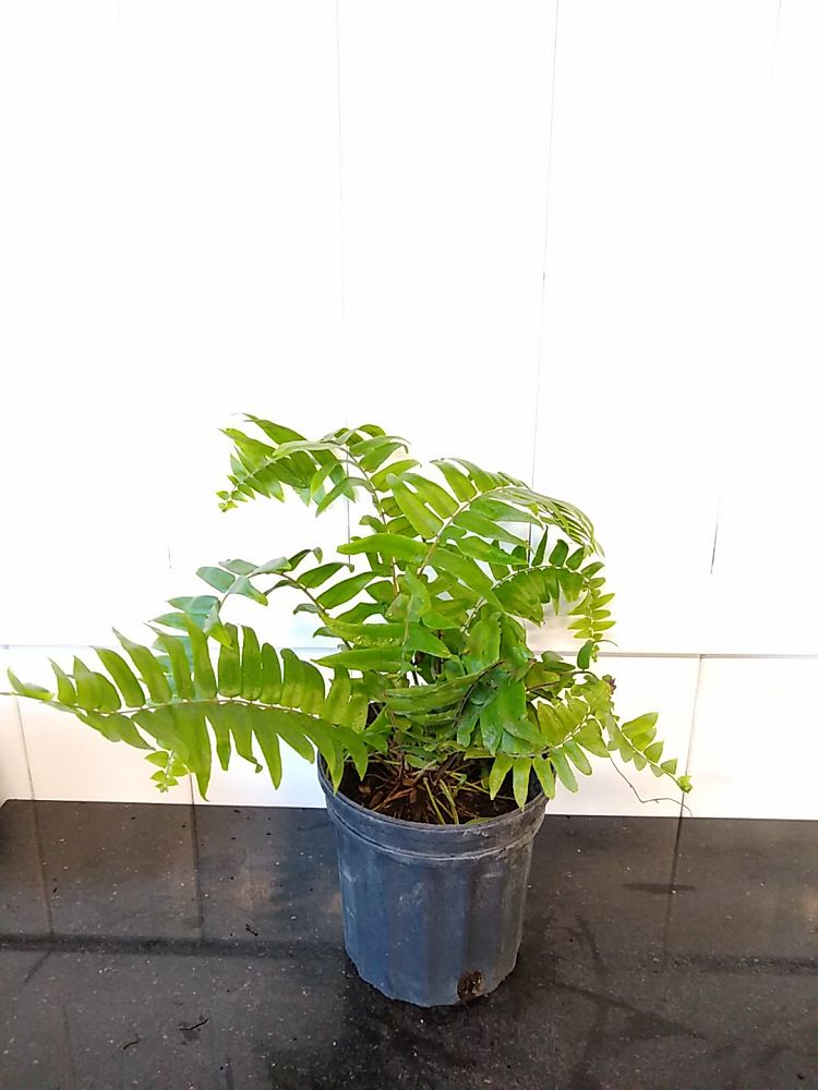 Buy Giant Sword Fern, Macho Fern Online | PlantVine