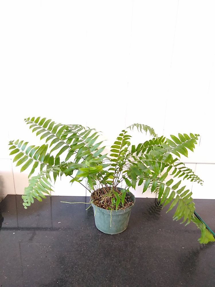 Buy Giant Sword Fern, Macho Fern Online | PlantVine
