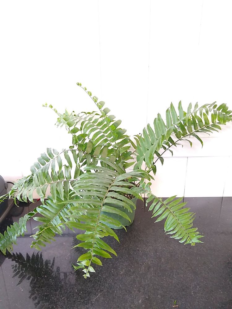 Buy Giant Sword Fern, Macho Fern Online | PlantVine
