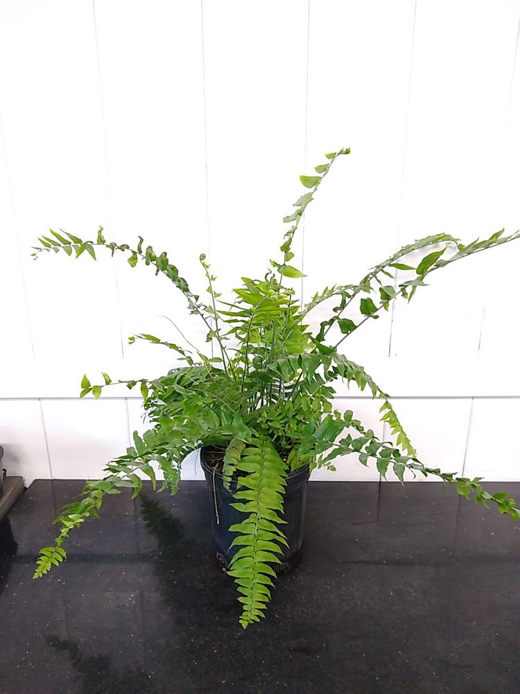 Buy Giant Sword Fern, Macho Fern Online | PlantVine