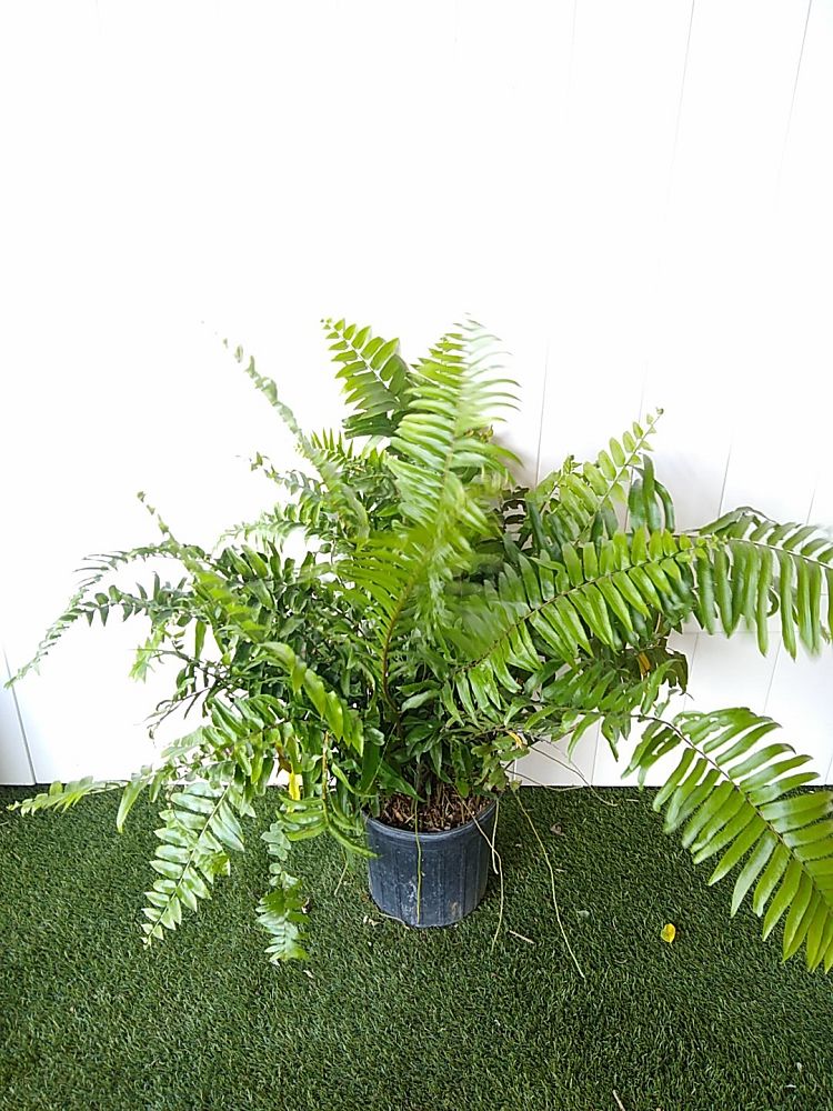 Buy Giant Sword Fern, Macho Fern Online | PlantVine