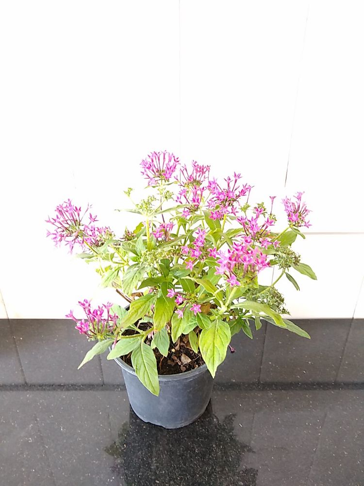 Purple Pentas lanceolata, Lavender Egyptian Star Cluster | PlantVine