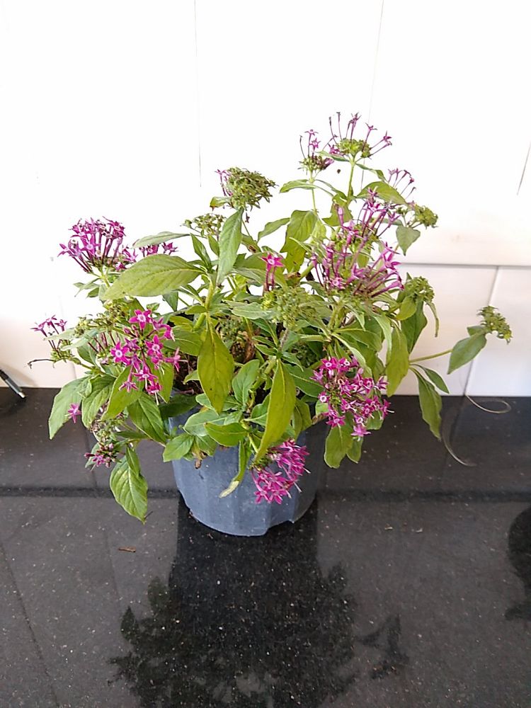 Purple Pentas lanceolata, Lavender Egyptian Star Cluster | PlantVine
