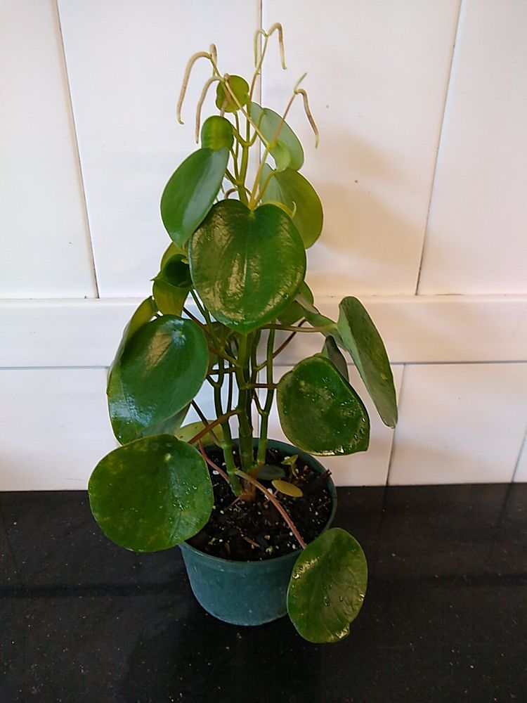 Peperomia ‘Raindrop’ | PlantVine