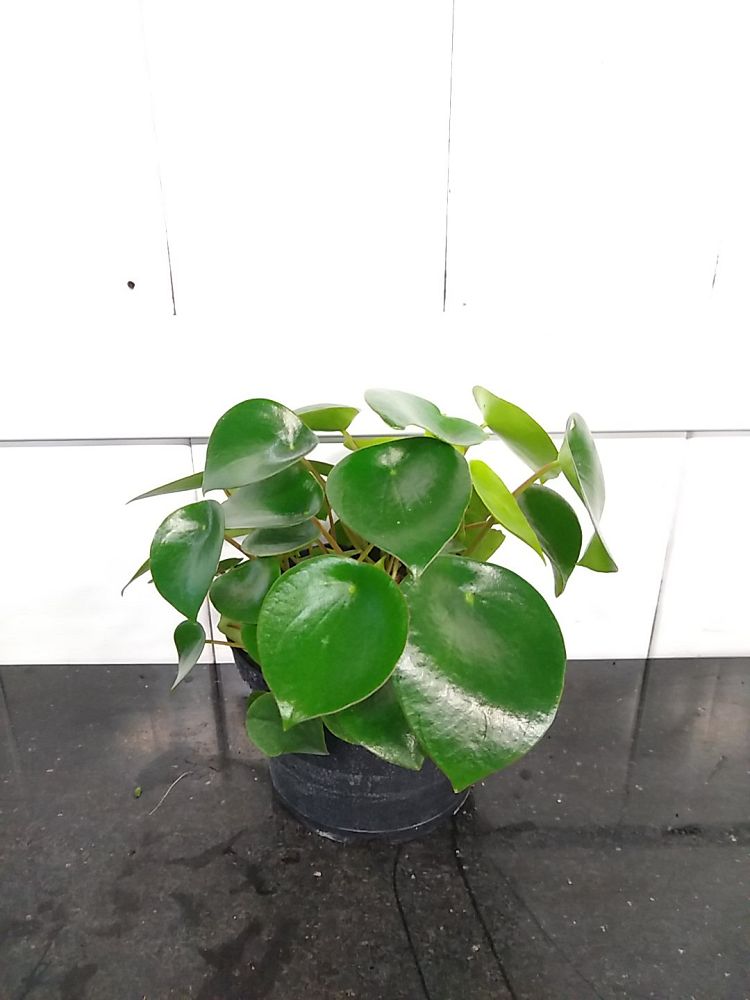 Peperomia ‘Raindrop’ | PlantVine