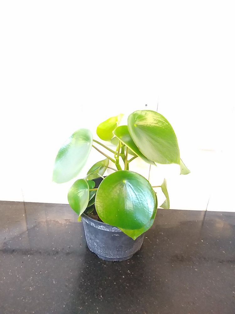 Peperomia ‘Raindrop’ | PlantVine
