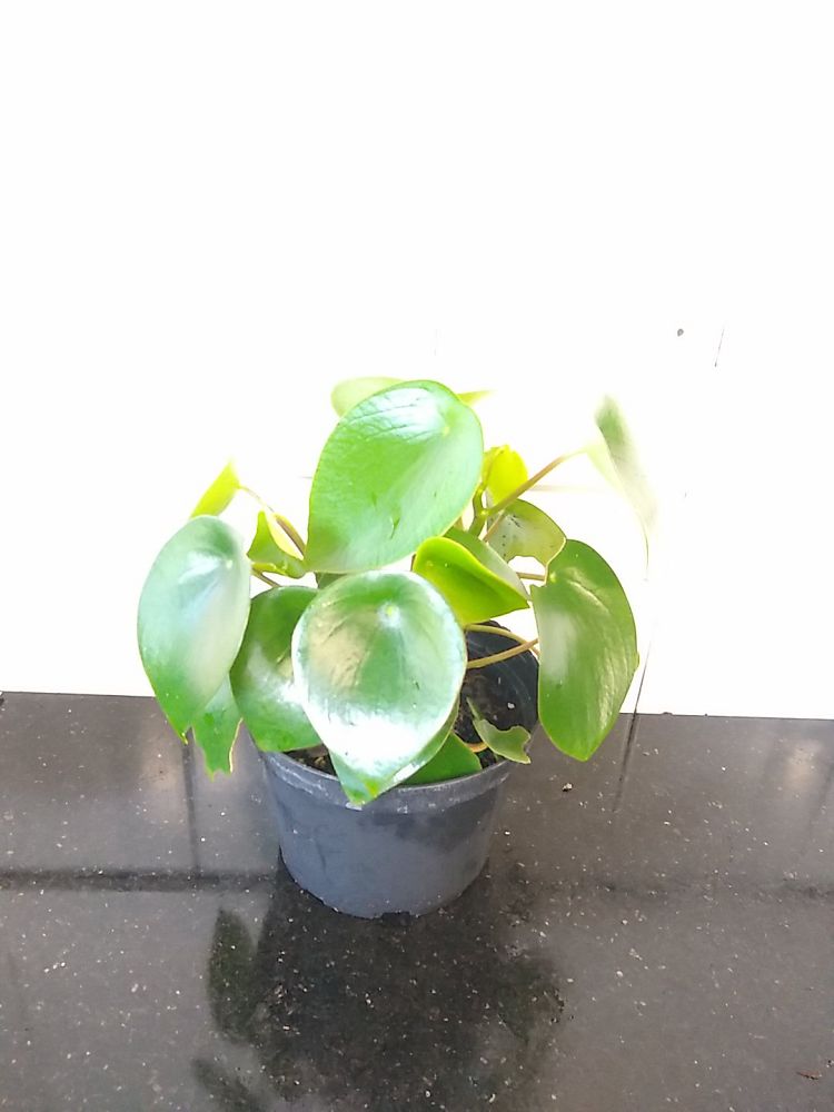 Peperomia ‘Raindrop’ | PlantVine