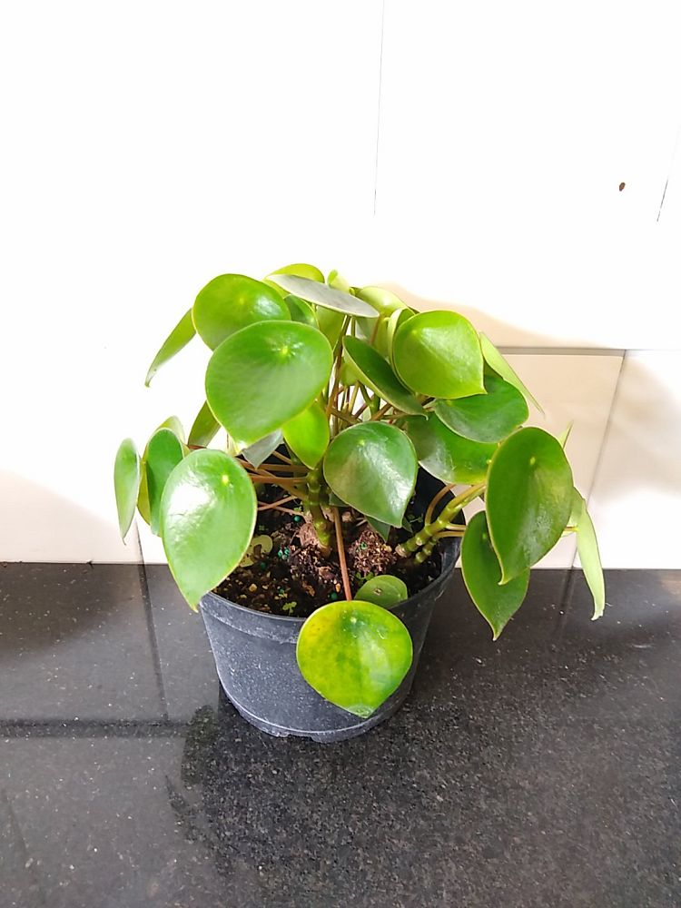 Peperomia ‘Raindrop’ | PlantVine