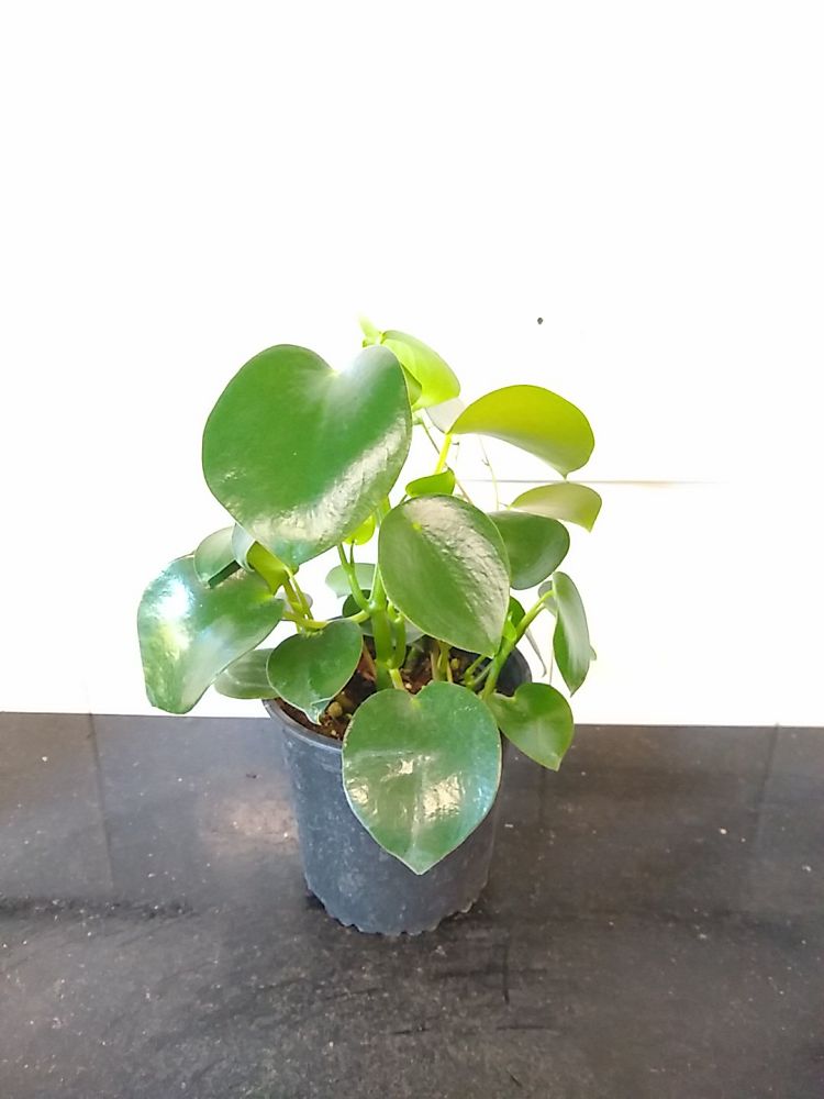 Peperomia ‘Raindrop’ | PlantVine