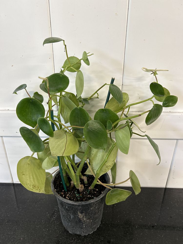 Peperomia ‘Raindrop’ | PlantVine