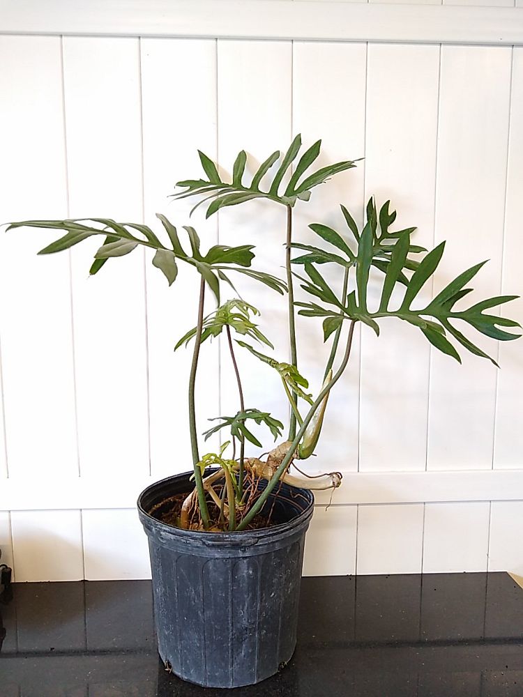 Philodendron Mayoi | PlantVine