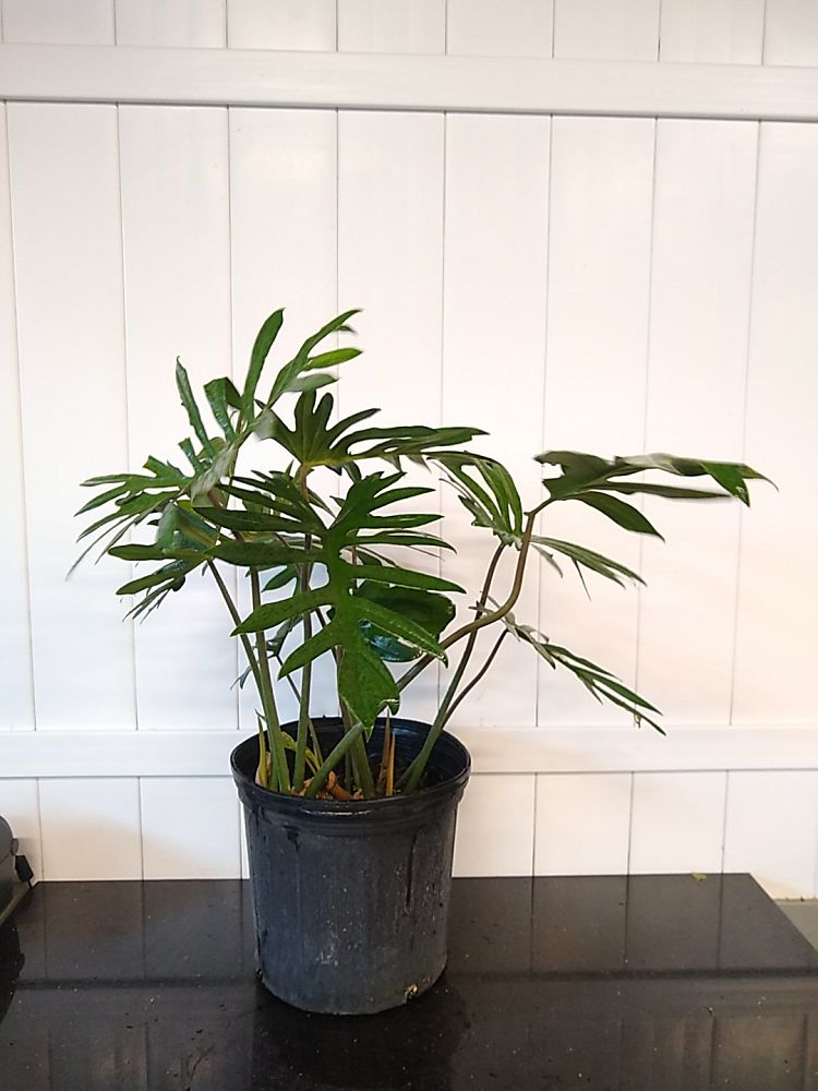 Philodendron Mayoi | PlantVine