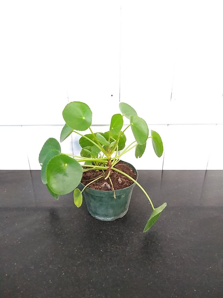 Buy Pilea Peperomioides, Chinese Money Plant | Get 10% OFF