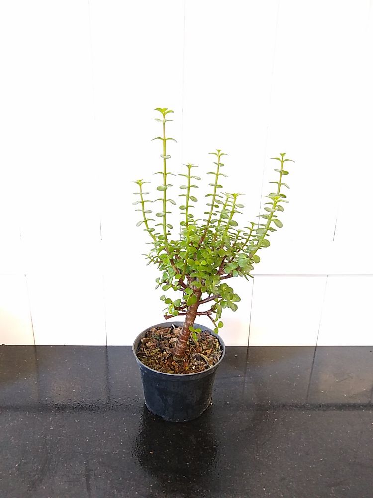 Portulacaria afra, Elephant Bush Plant | PlantVine