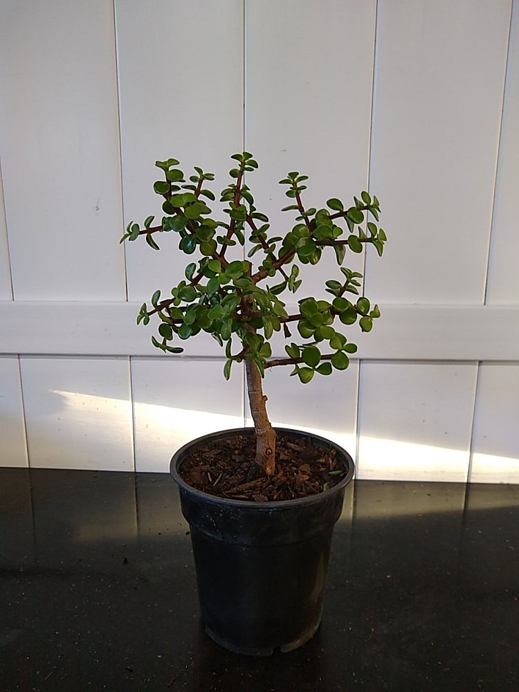 Portulacaria afra, Elephant Bush Plant | PlantVine