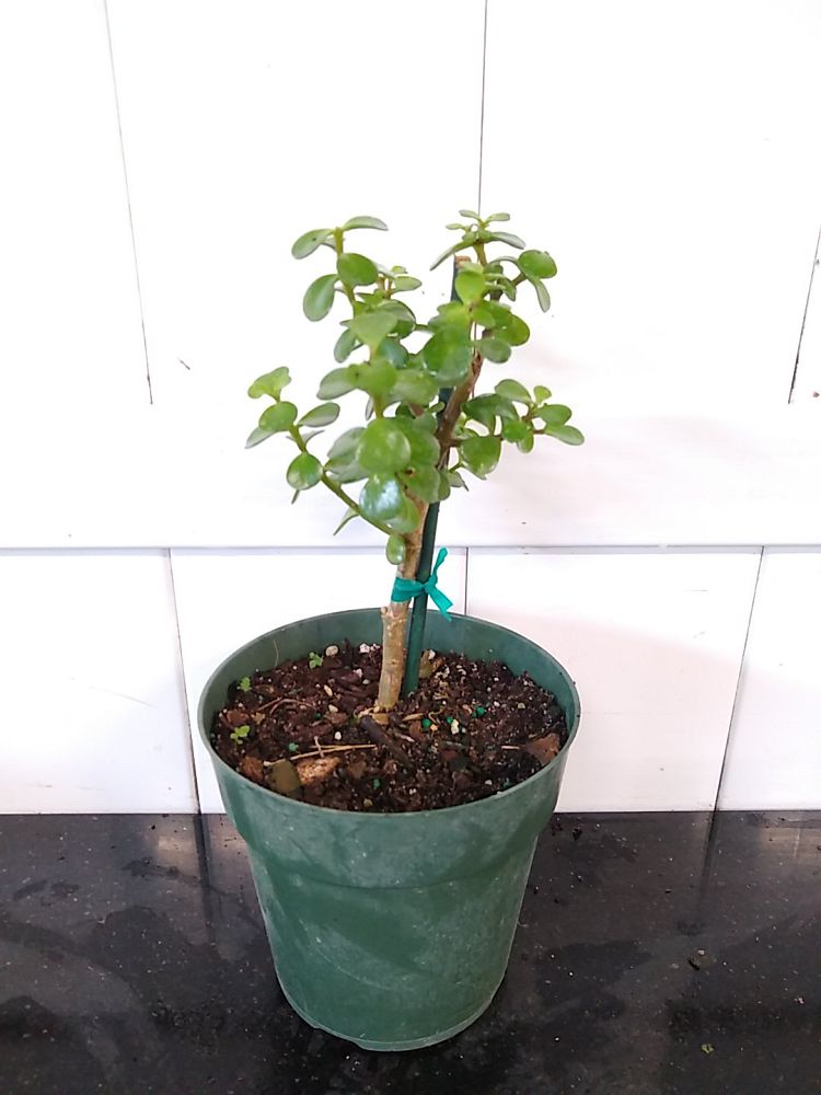 Elephant Bush Plant | PlantVine