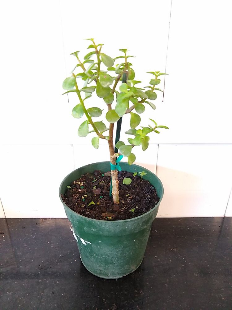 Elephant Bush Plant | PlantVine