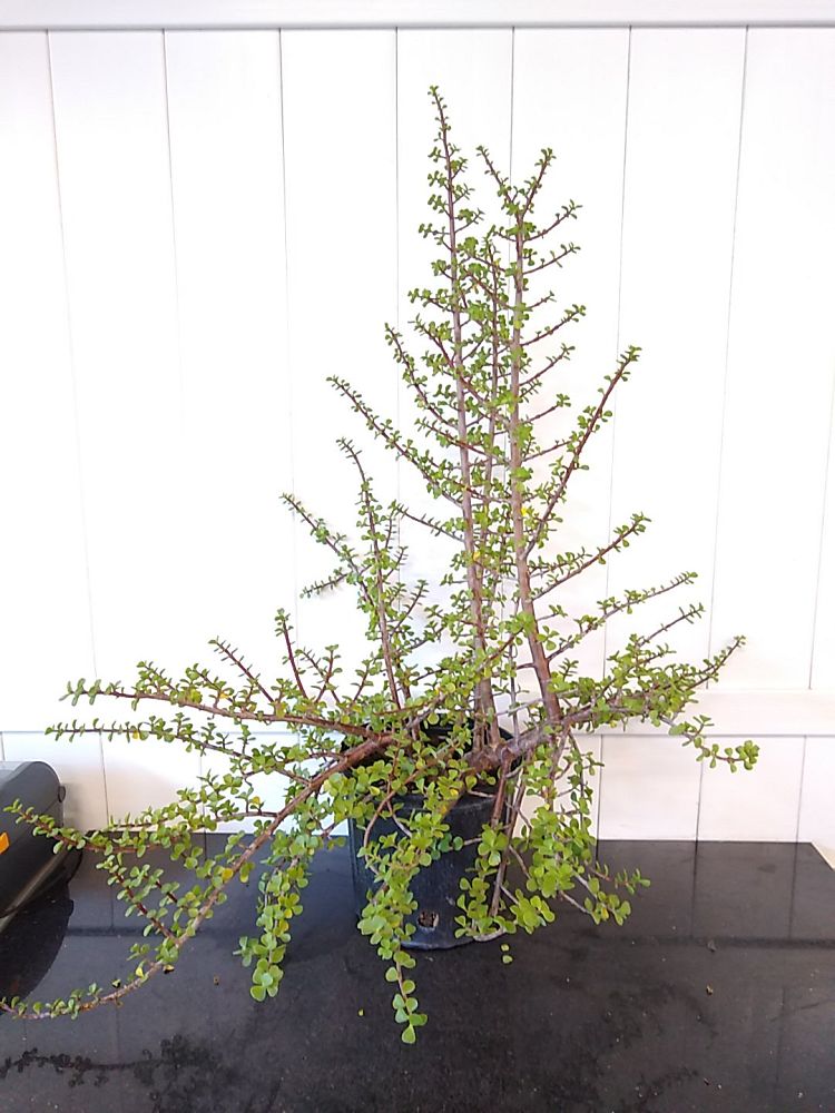 Elephant Bush Plant | PlantVine