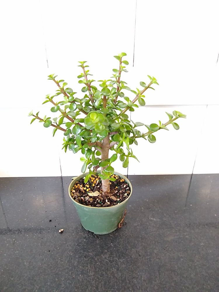 Elephant Bush Plant | PlantVine