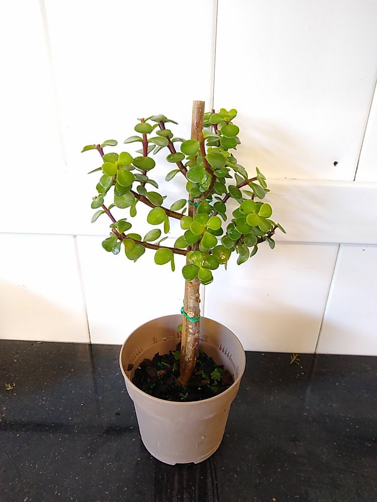 Elephant Bush Plant | PlantVine