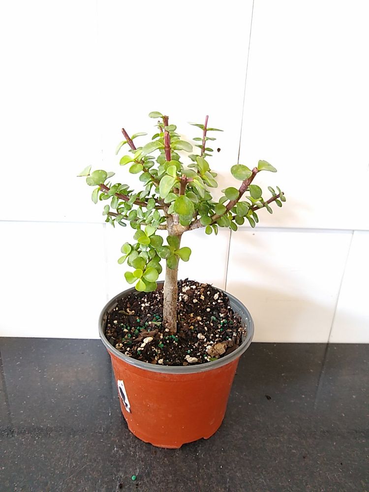 Elephant Bush Plant | PlantVine