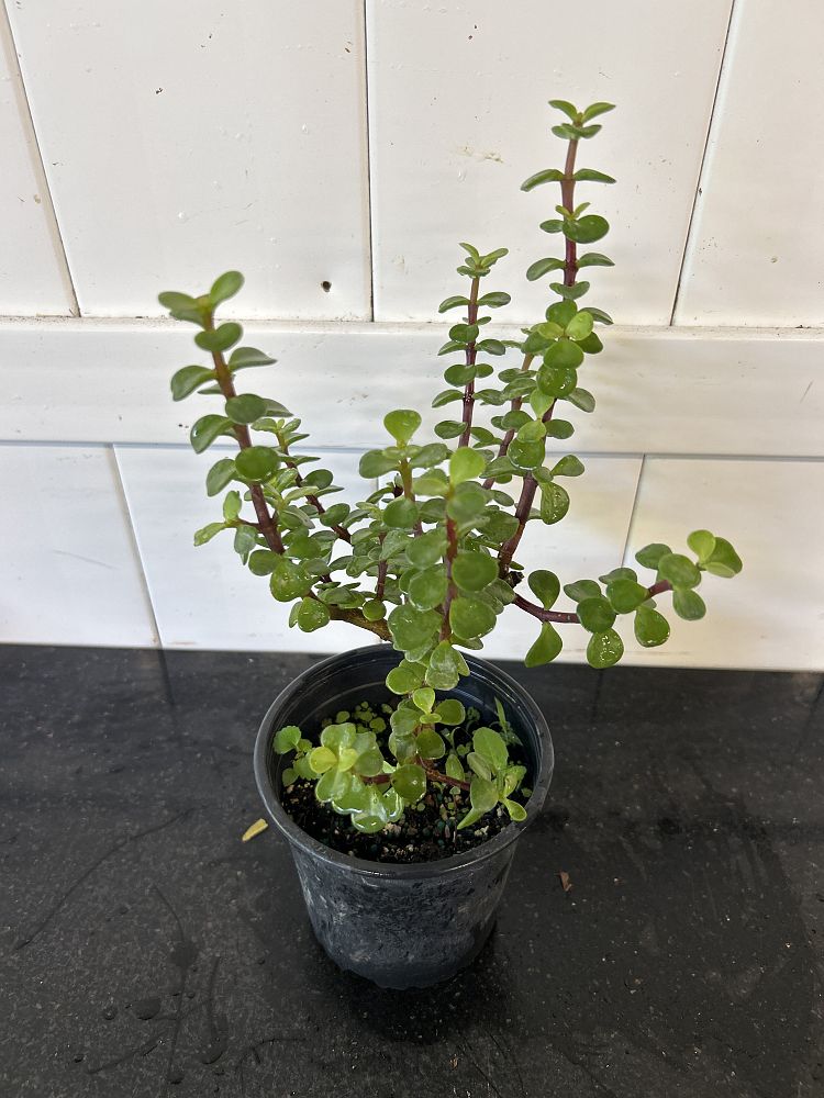 Elephant Bush Plant | PlantVine