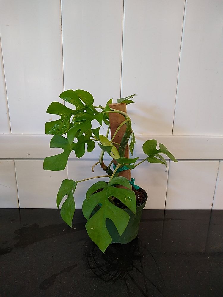 Buy Rhaphidophora Tetrasperma, Monstera 'Ginny' Plant Online