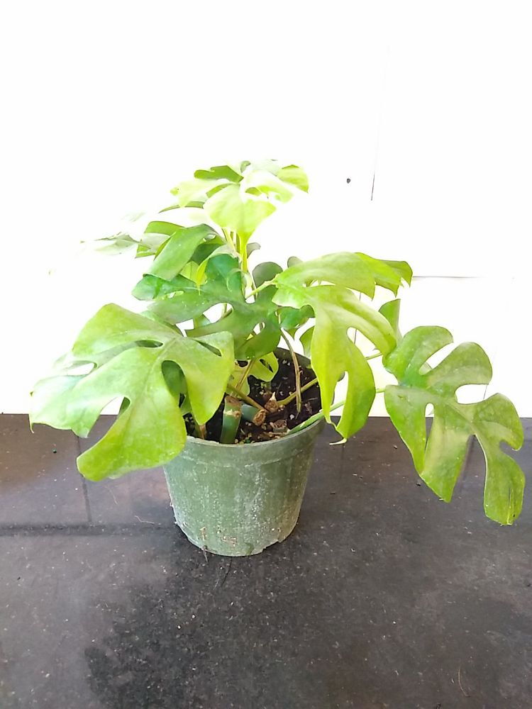 Buy Rhaphidophora Tetrasperma, Monstera 'Ginny' Plant Online