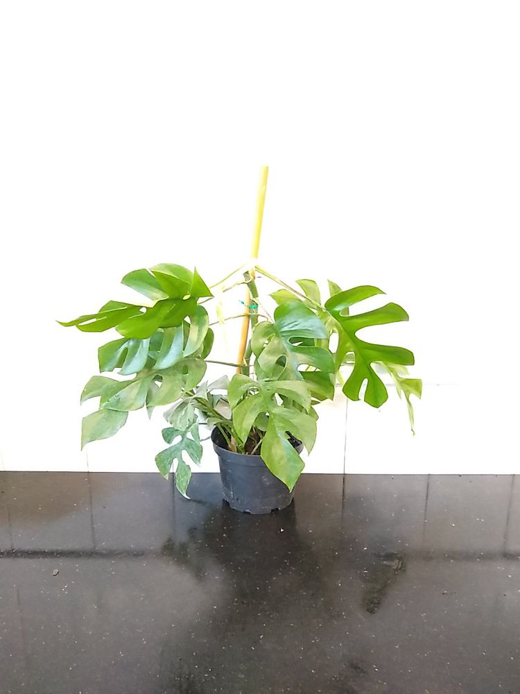 Buy Rhaphidophora Tetrasperma, Monstera 'Ginny' Plant Online