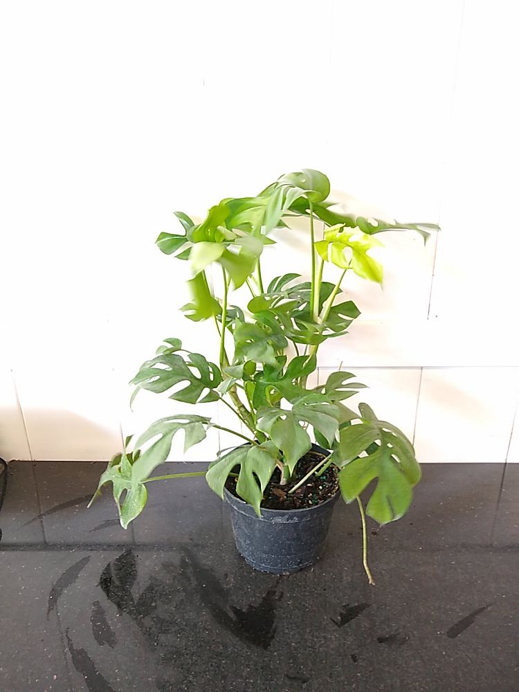Buy Rhaphidophora Tetrasperma, Monstera 'Ginny' Plant Online