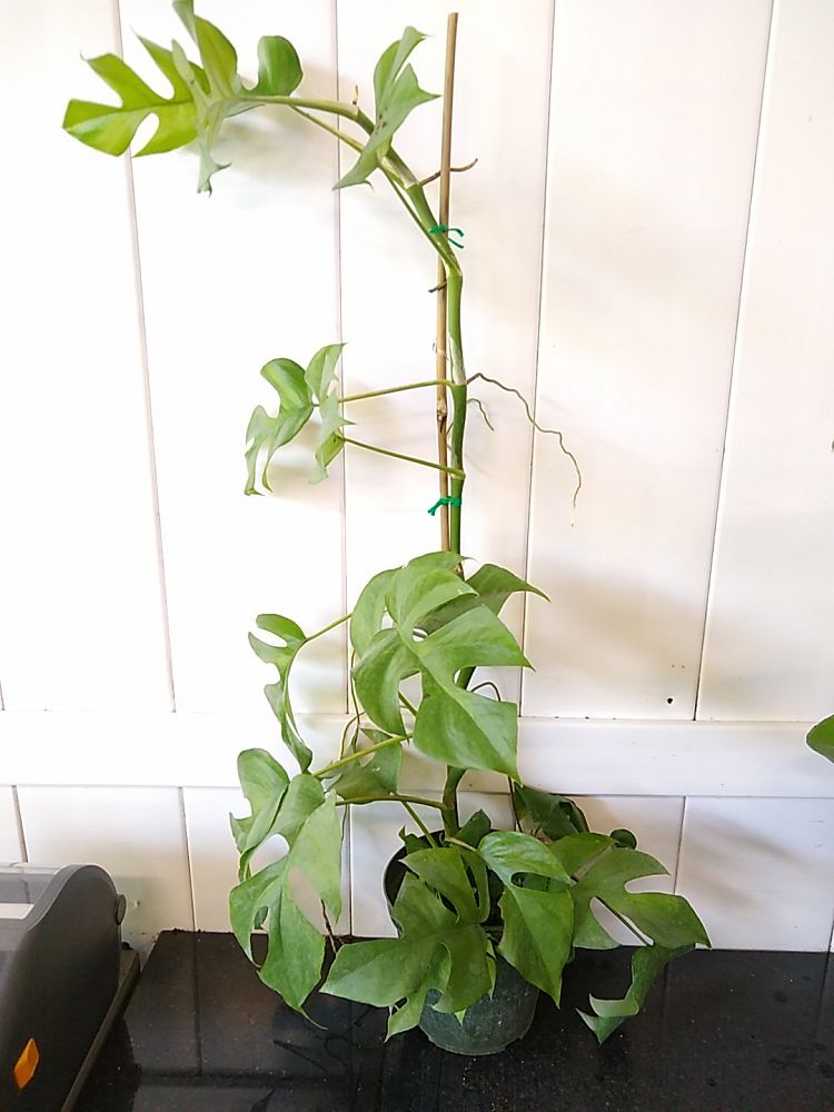 Buy Rhaphidophora Tetrasperma, Monstera 'Ginny' Plant Online