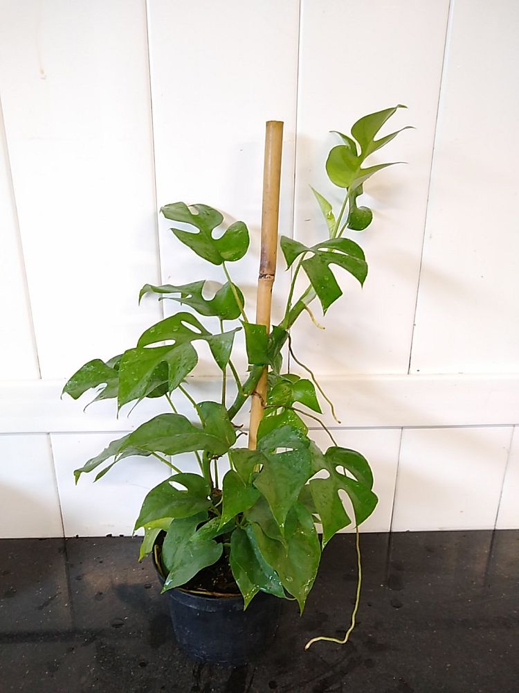 Buy Rhaphidophora Tetrasperma, Monstera 'Ginny' Plant Online