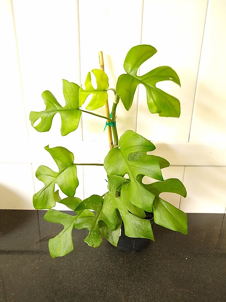 Buy Rhaphidophora Tetrasperma, Monstera 'Ginny' Plant Online