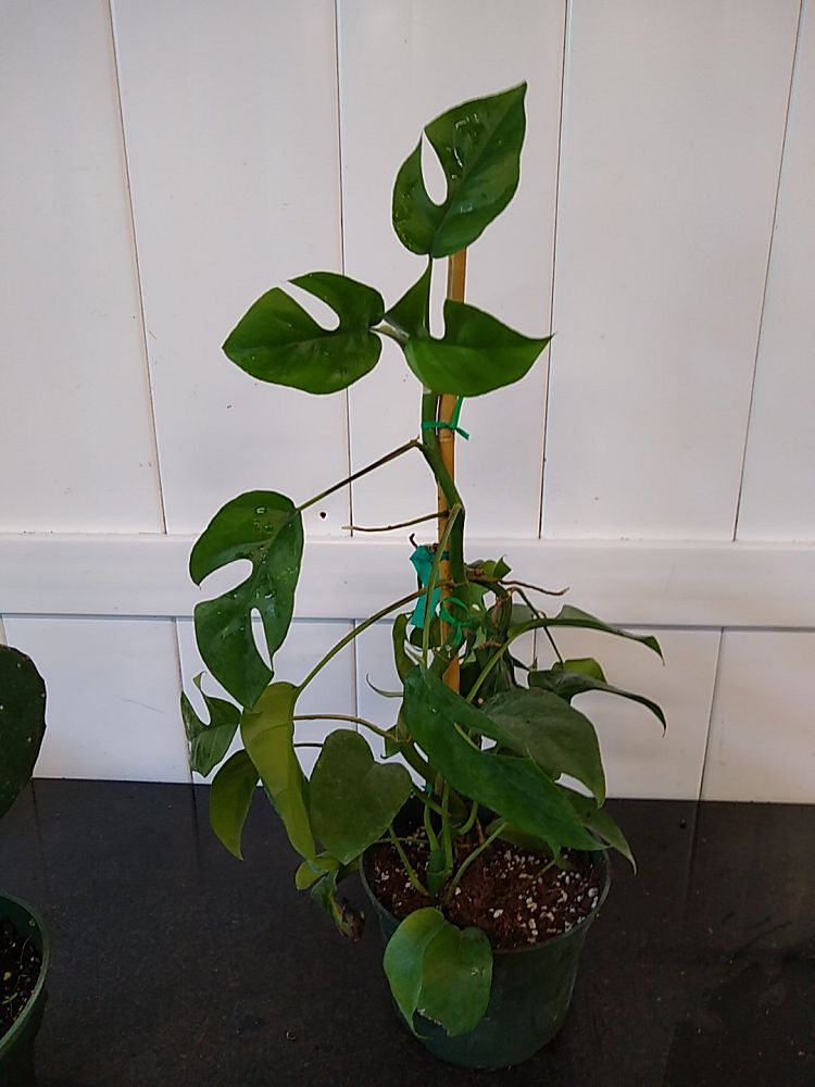 Buy Rhaphidophora Tetrasperma, Monstera 'Ginny' Plant Online
