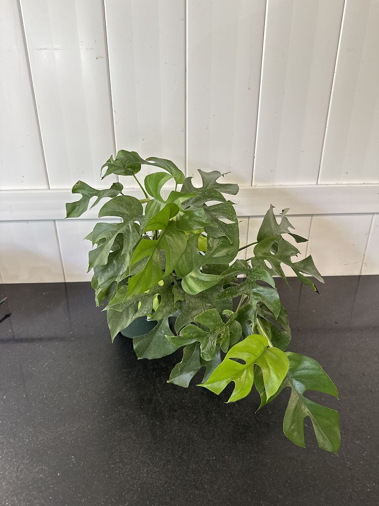 Buy Rhaphidophora Tetrasperma, Monstera 'Ginny' Plant Online