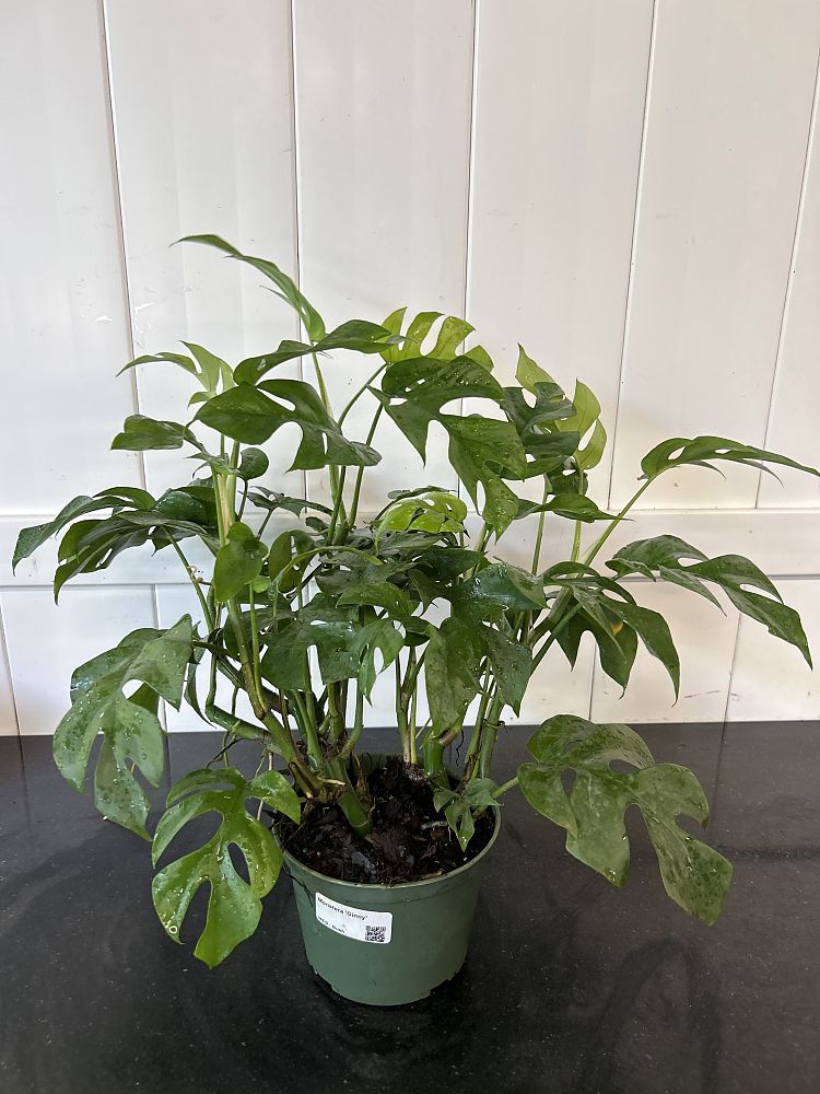 Buy Rhaphidophora Tetrasperma, Monstera 'Ginny' Plant Online