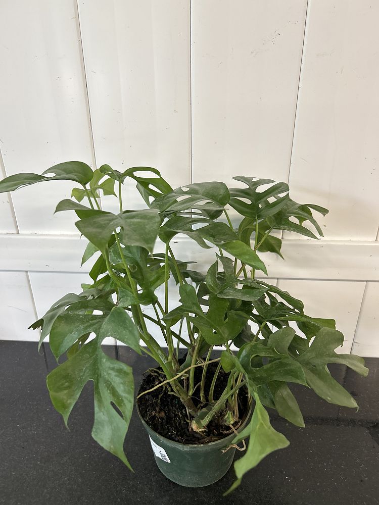 Buy Rhaphidophora Tetrasperma, Monstera 'Ginny' Plant Online