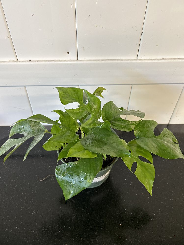 Buy Rhaphidophora Tetrasperma, Monstera 'Ginny' Plant Online