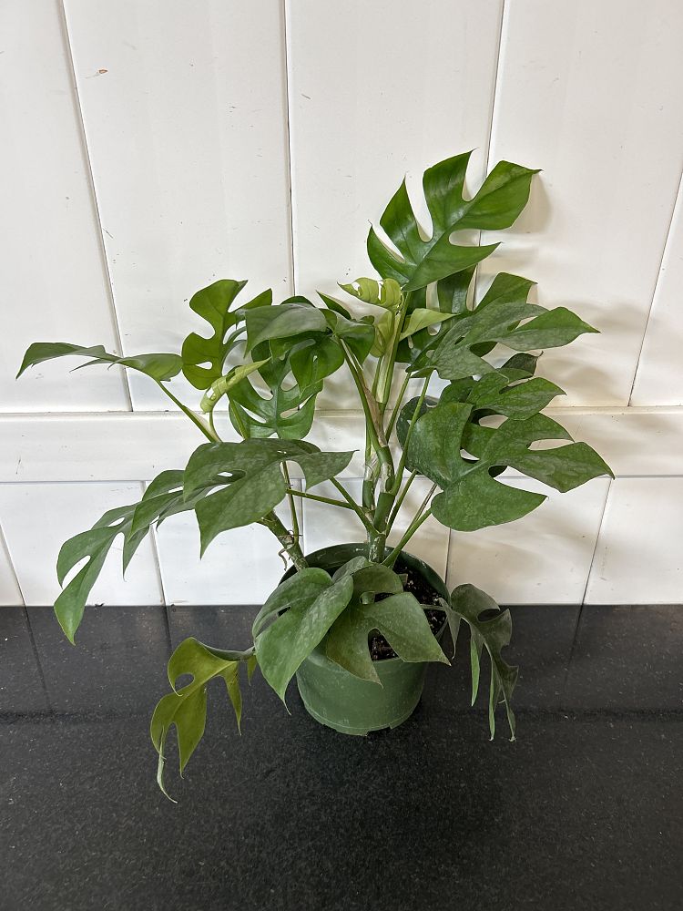 Buy Rhaphidophora Tetrasperma, Monstera 'Ginny' Plant Online