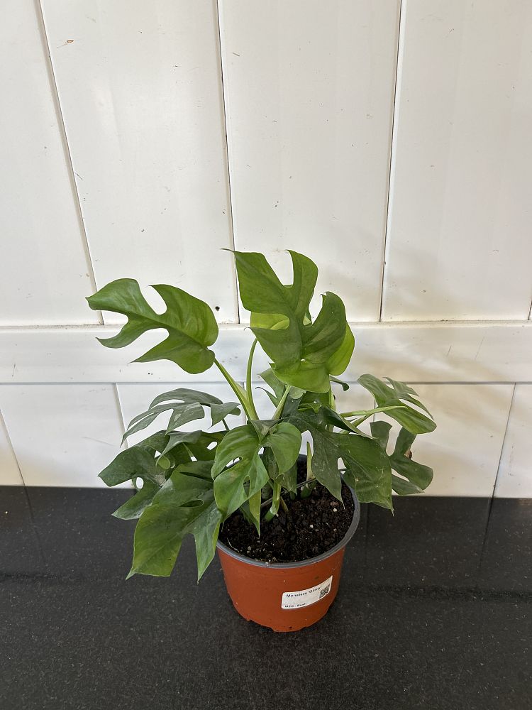 Buy Rhaphidophora Tetrasperma, Monstera 'Ginny' Plant Online
